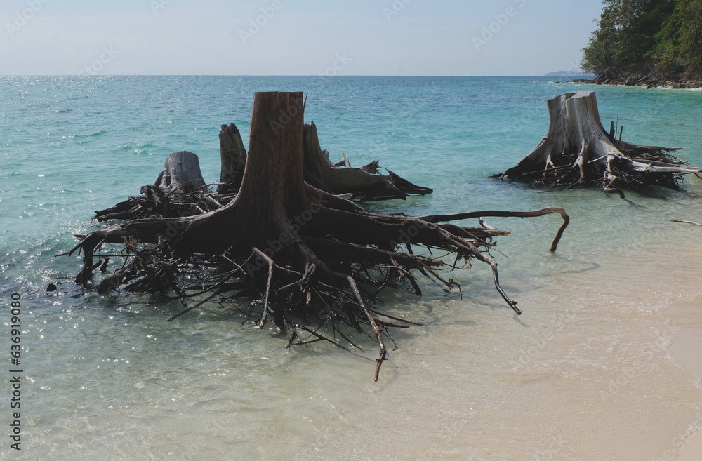Dead and dry tree roots on the beach look like sculptures of art. Stock ...
