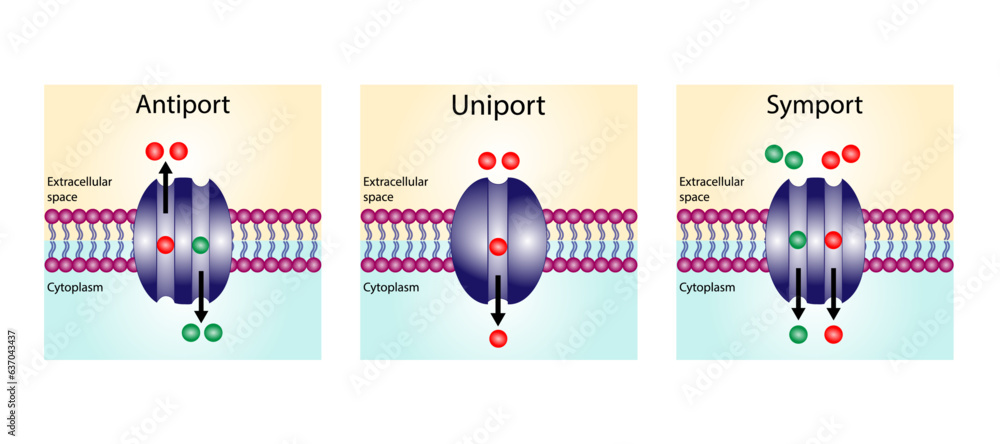 Membrane transporters of ions and molecules across cell membranes ...