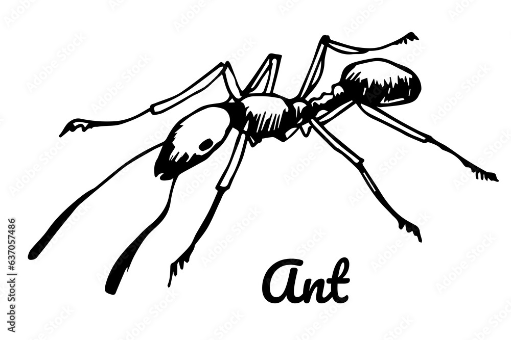 Ant hand drawing vector illustration, vintage engraved style, doodle ...