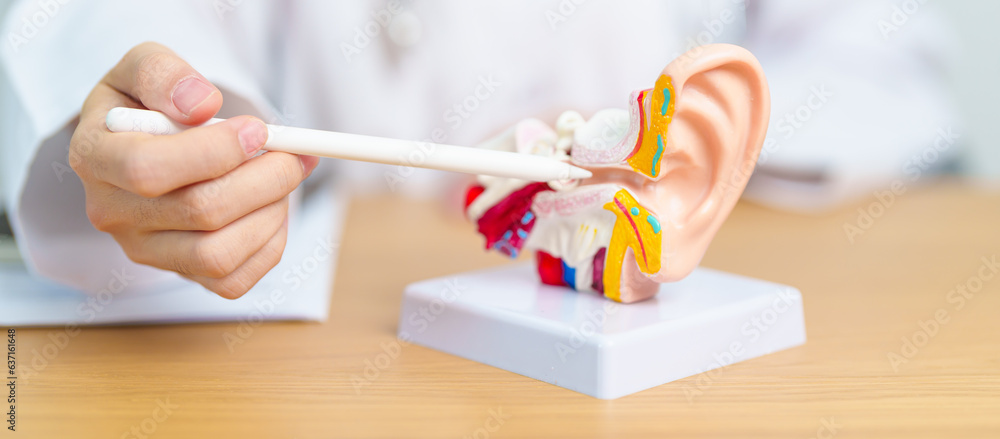 Doctor with human Ear anatomy model. Ear disease, Atresia, Otitis Media ...