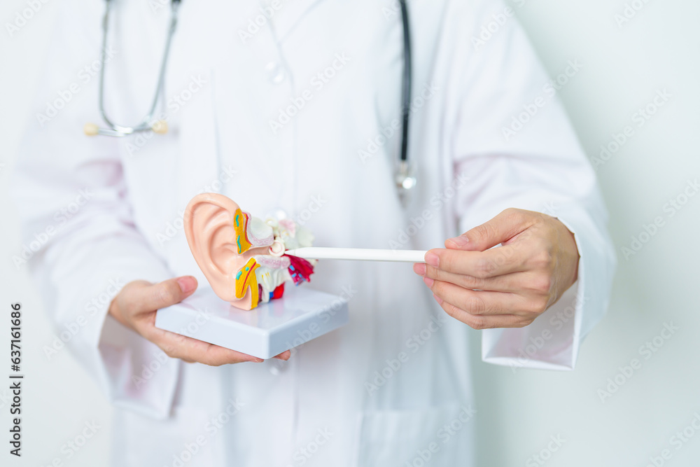 Doctor with human Ear anatomy model. Ear disease, Atresia, Otitis Media ...