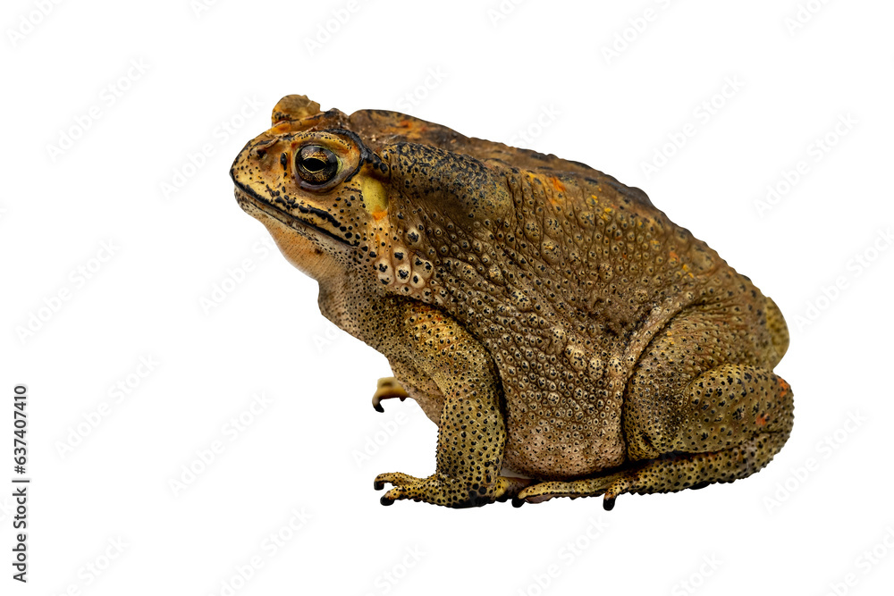 Png image of side view big local common toad or big frog, asia toad ...