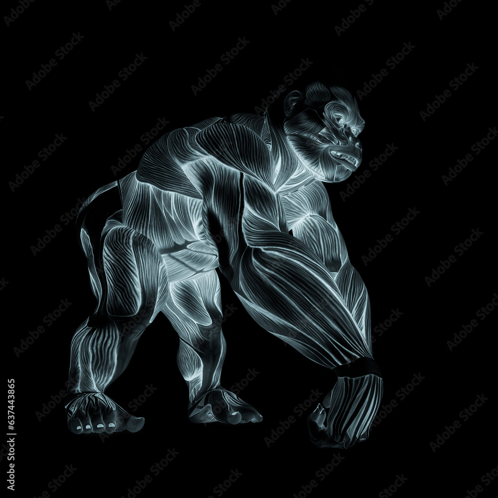 gorilla is doing a knuckles walking on muscle map anatomy style Stock ...