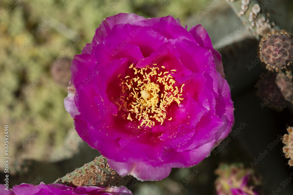 magenta flowers of a beavertail cactus plant, blooming in the Anza ...