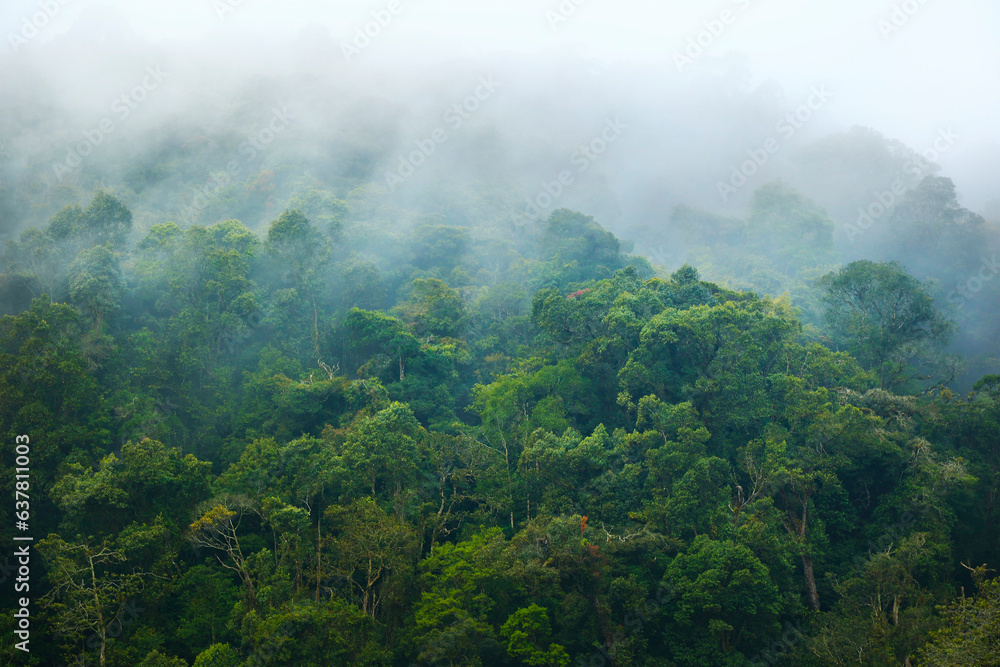 morning mist in the rainforest of Malaysia near Cameron highlands Stock ...