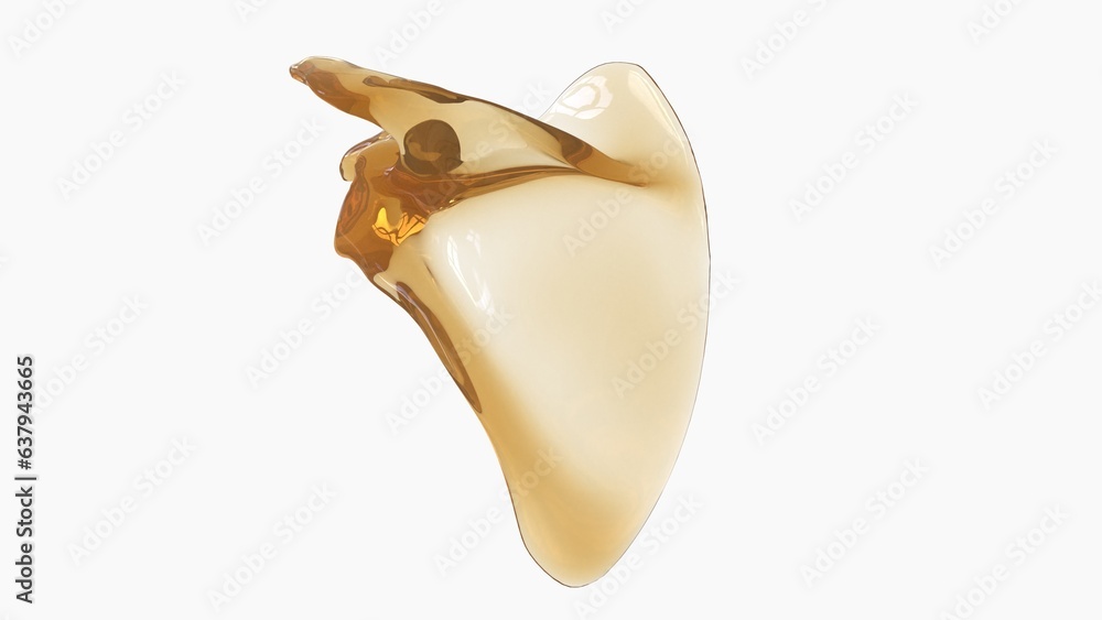 Human skeleton anatomy Scapula Bone 3D Rendering Stock Illustration ...
