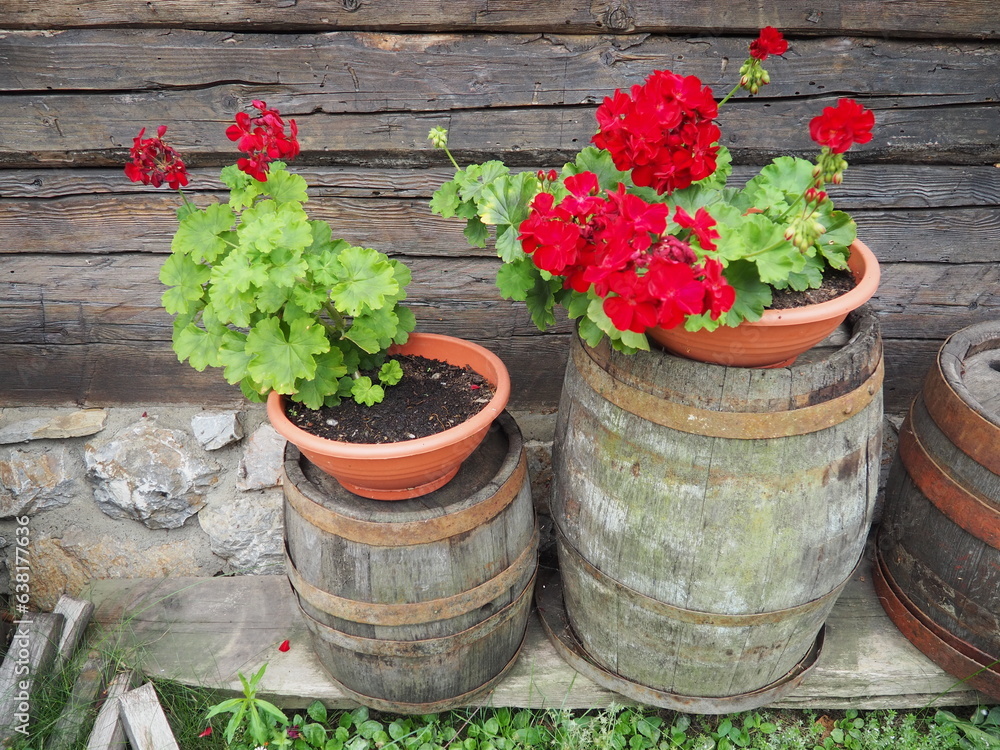 Red zonal geraniums in design. Pelargonium peltatum is species of ...