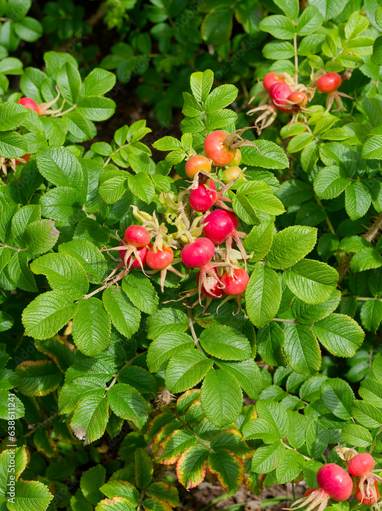 Cynorrhodons, rose hips rose to orange fruit from the shrub rosa rugosa ...