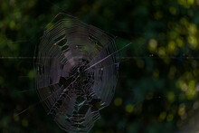 Large Spider Web In Tree Free Stock Photo - Public Domain Pictures