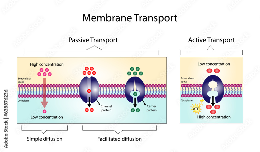 Active vs passive transport for Molecules movement in cell. Membrane ...