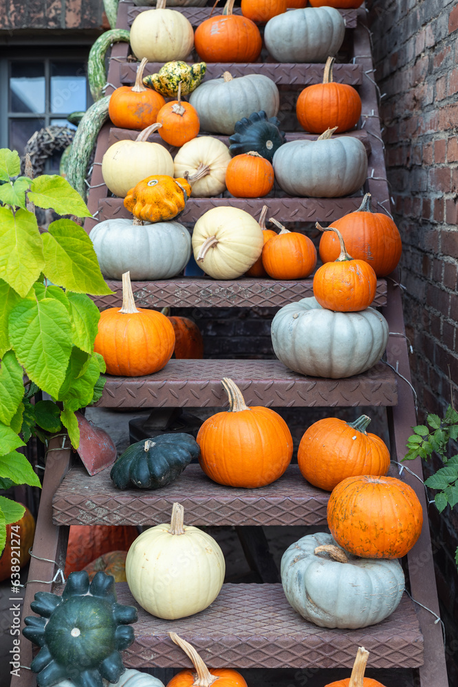 Many big small ripe orange grey green white bright pumpkins on old ...
