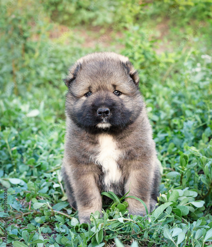 Cute caucasian shepherd puppy. A small puppy that looks like a bear cub ...