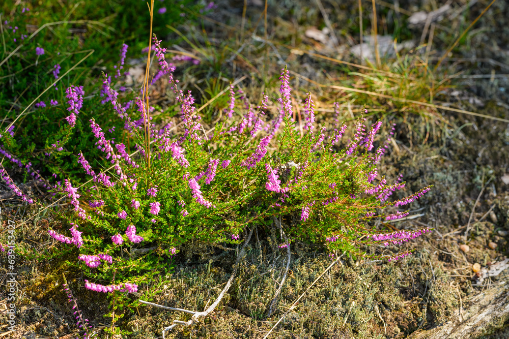 common heather aka ling (Calluna vulgaris) Stock Photo | Adobe Stock