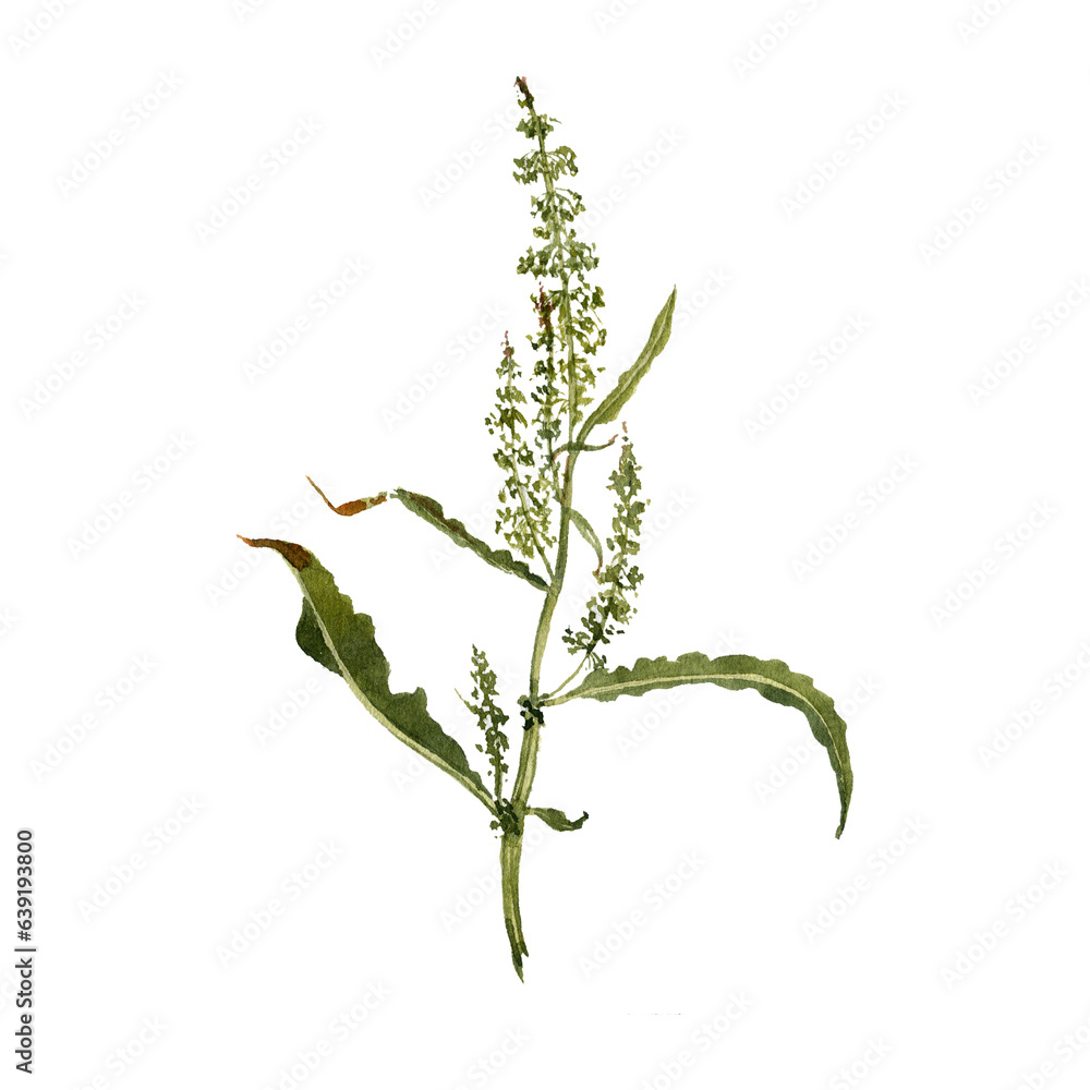 watercolor drawing plant of sorrel with leaves and flower , Rumex ...