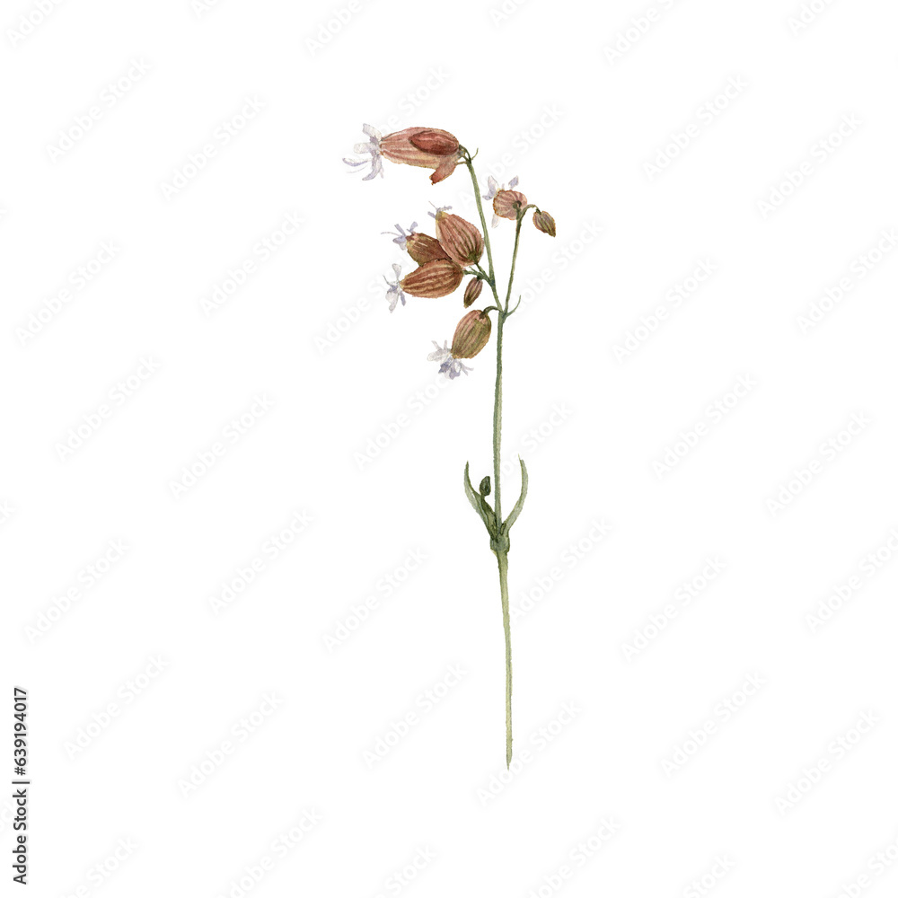 watercolor drawing plant of bladder campion with leaves and flower ...