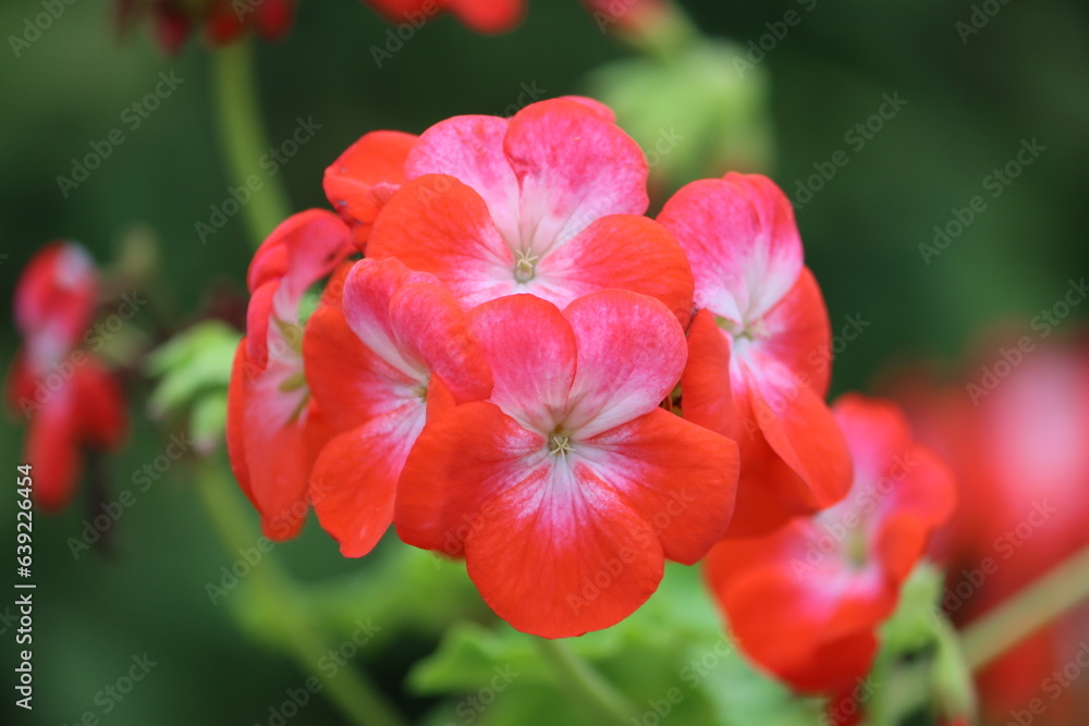 Sweden. Geranium is a genus of 422 species of annual, biennial, and ...