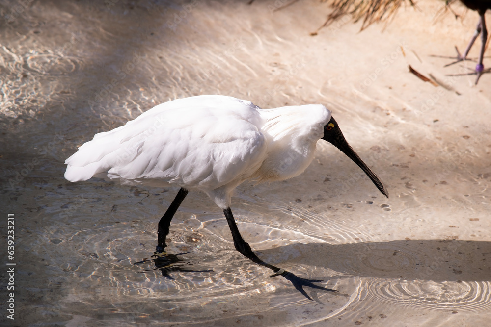 The royal spoonbill is a large white sea bird with a black bill that ...