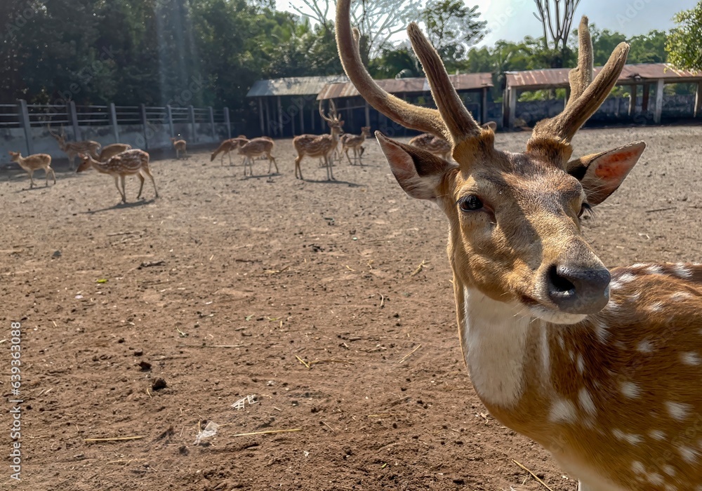 The chital, also known as spotted deer, chital deer, and axis deer, is ...
