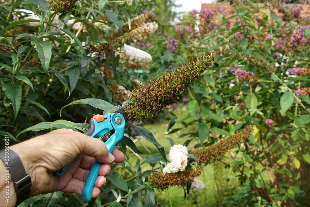 Pruning. Butterfly bush, summer lilac (Buddleja davidii). Cut off faded ...