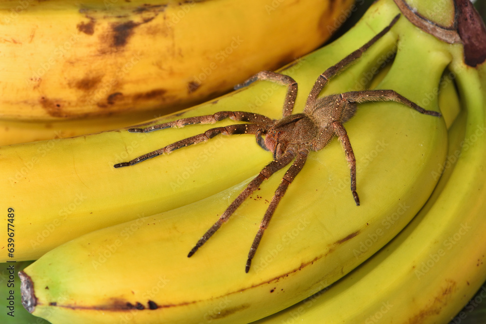 Closeup of the infamous Brazilian wandering or banana spider Phoneutria ...