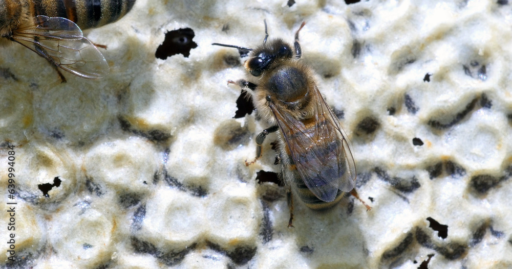 European Honey Bee, apis mellifera, Bees on a shelf whose alveolus are ...