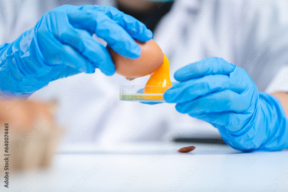 laboratory of chicken egg in agriculture manufacturing industry or food ...