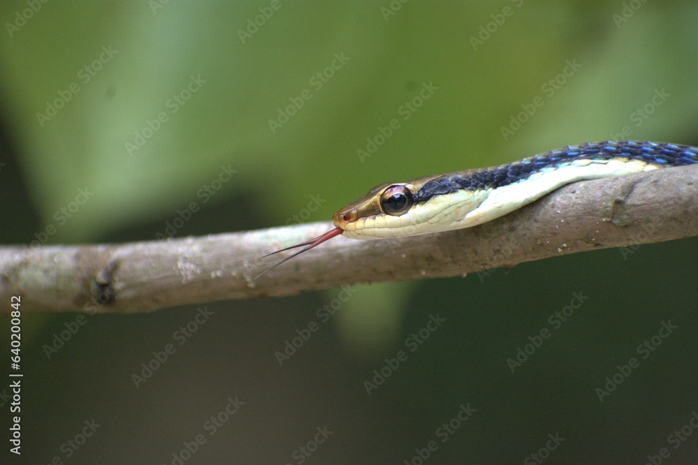 Painted Bronzeback Snake on a Leaf, snake, leaf, camouflage, reptile ...
