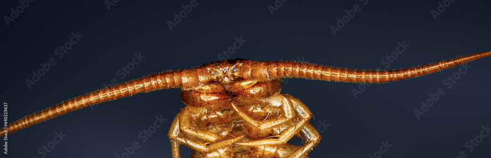 Big scolopendra on a blue background. Orange chilopod centipede with ...