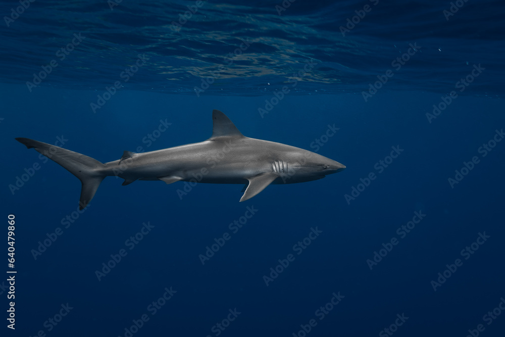 Stunning underwater capture of a shark gracefully navigating the deep ...