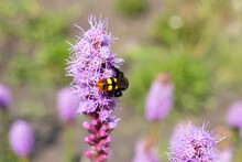 Flower, Liatris Pycnostachya, Flora Free Stock Photo - Public Domain ...