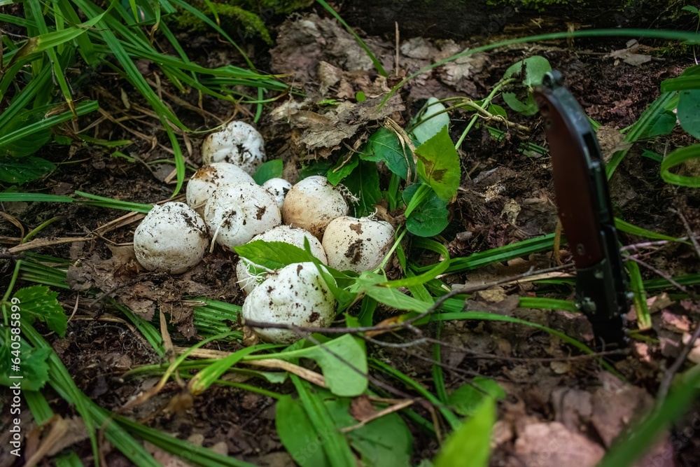 witch's eggs of Phallus impudicus known as common stinkhorn mushroom ...