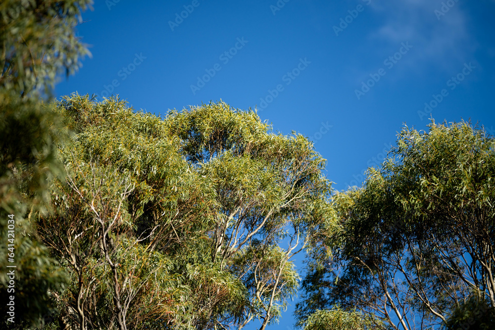 native gum tree growing in a forest in a national park in australia in ...