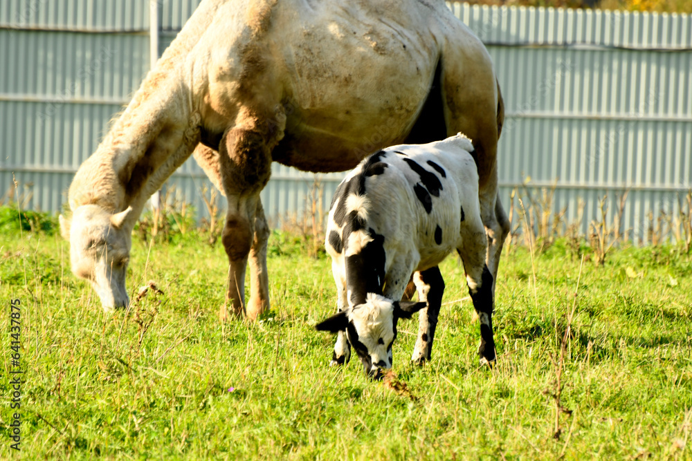 Animals - traditionally (since Aristotle) distinguished category of ...