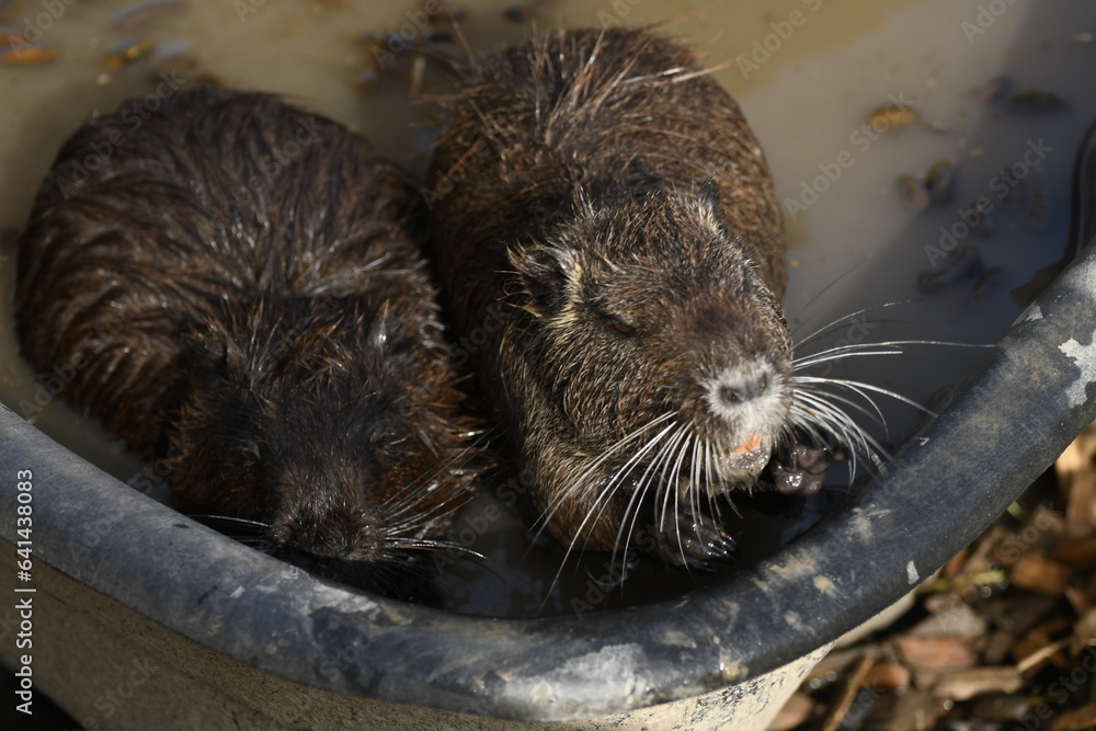 Animals - traditionally (since Aristotle) distinguished category of ...