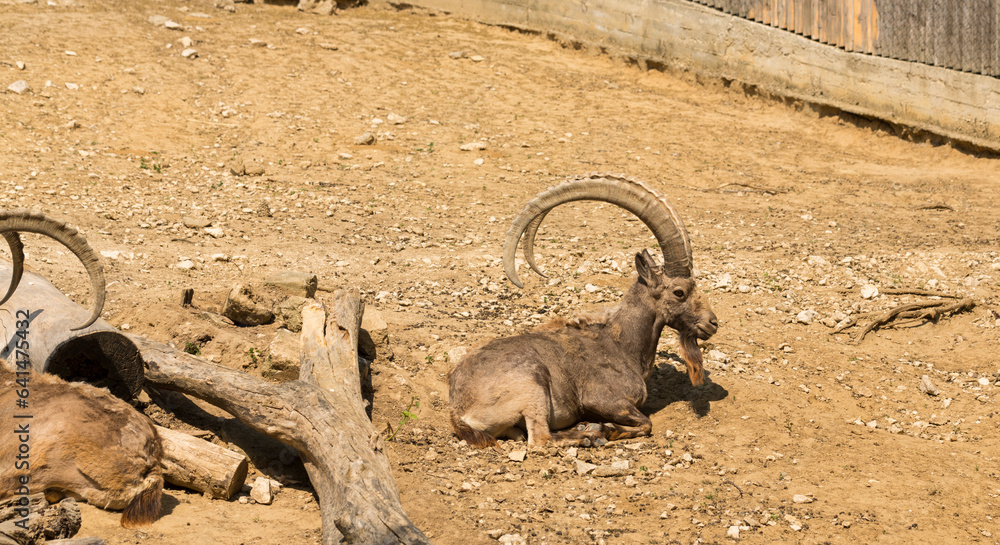 Asian ibex (Capra sibirica), also known using regionalized names as the ...