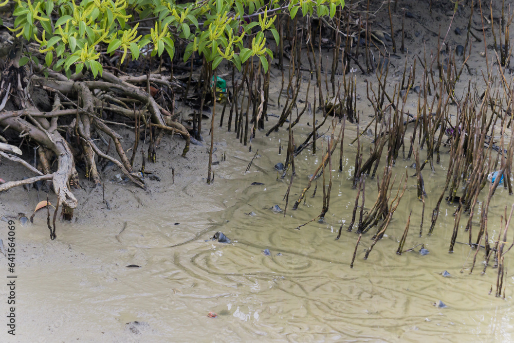 respiratory roots or pneumatophore roots of mangrove trees grown ...
