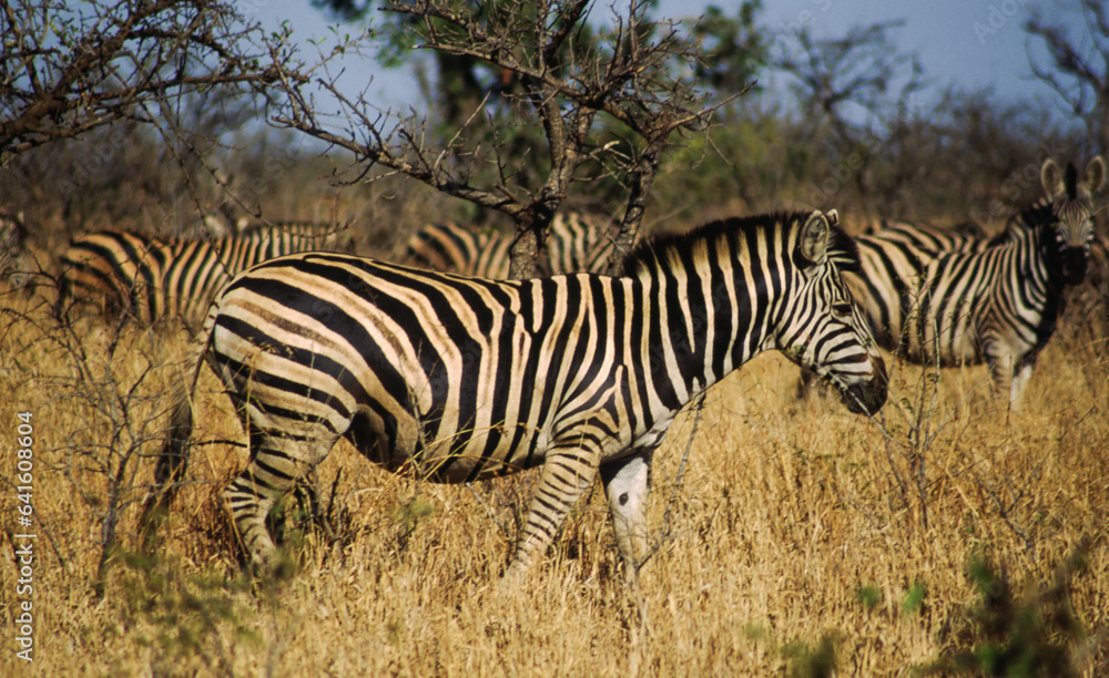 Zebras are easily recognised by their bold black-and-white striping ...
