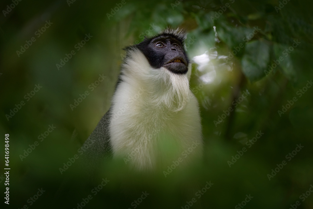 Roloway guenon, Cercopithecus roloway, rare black and white monkey in ...
