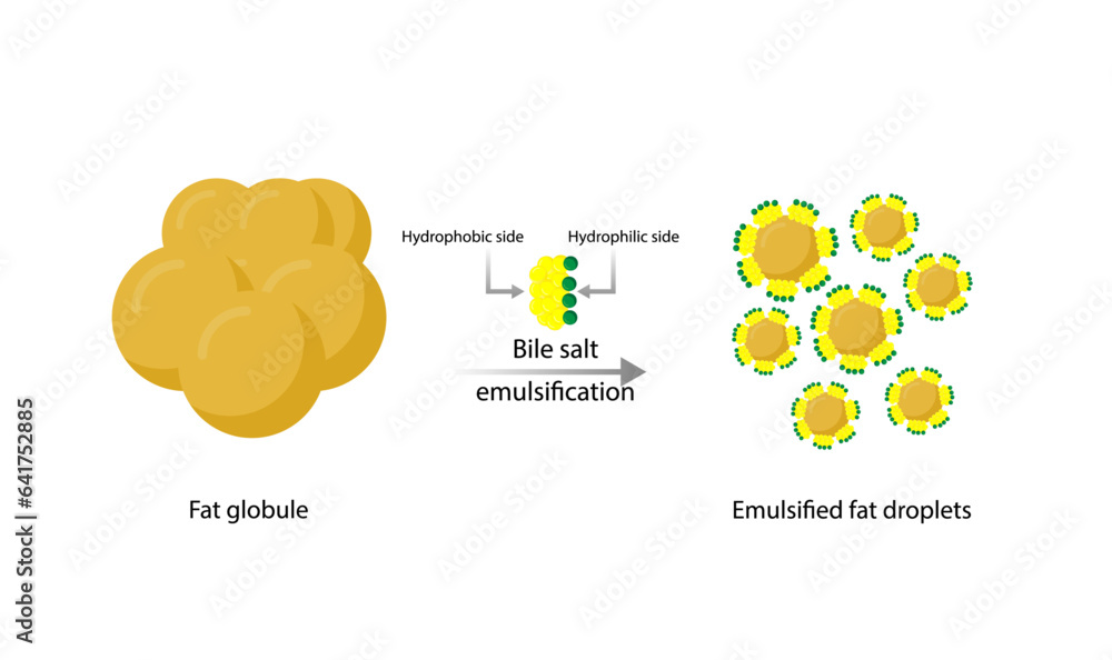 Lipid emulsification, Fat Molecule, Lipid droplets, Lipid Digestion ...