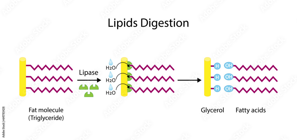 Lipid Digestion. Fat Molecule, triglyceride, Lipase enzyme catalyzes the hydrolysis of fats to ...