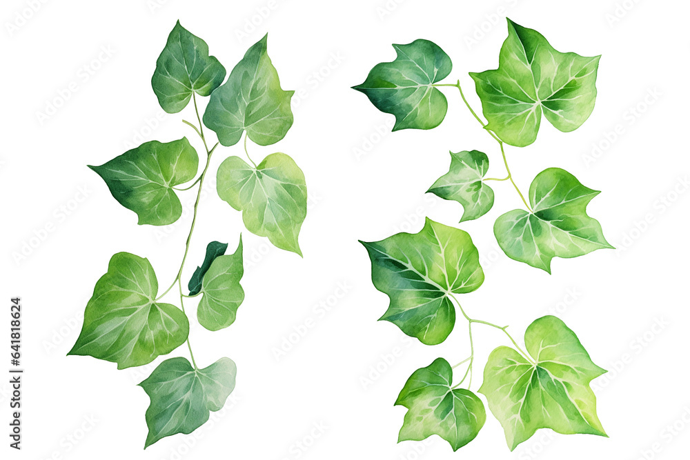 Watercolor painting of green ivy leaves isolated on a white background ...