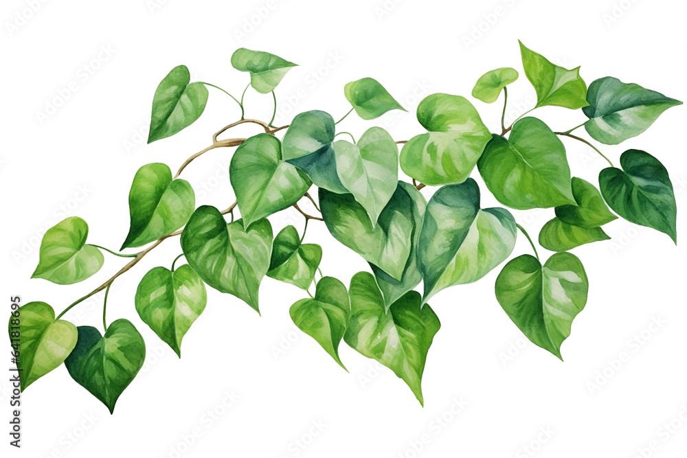 Watercolor painting of green ivy leaves isolated on transparent ...