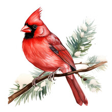Christmas Winter Red Cardinal Art Free Stock Photo - Public Domain Pictures