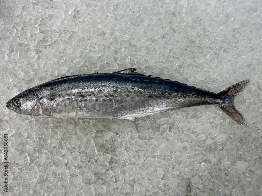 fresh raw cold seafood Spanish mackerel whole fish ikan head, fillet ...