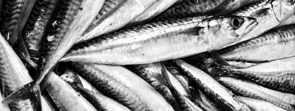 Banner or header with freshly caught fresh mackerel sold at the fish ...