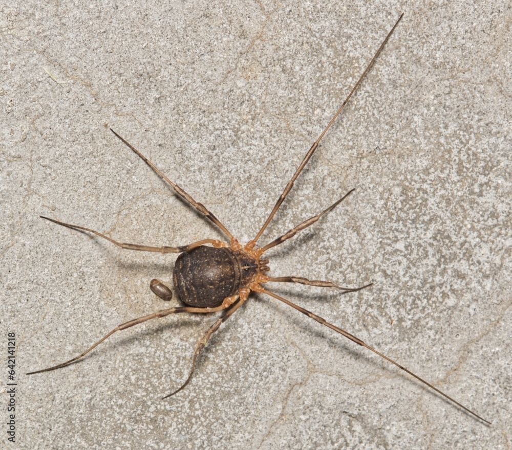 Harvestmen Spider (Protolophus) of the Opiliones taxonomy order on a ...