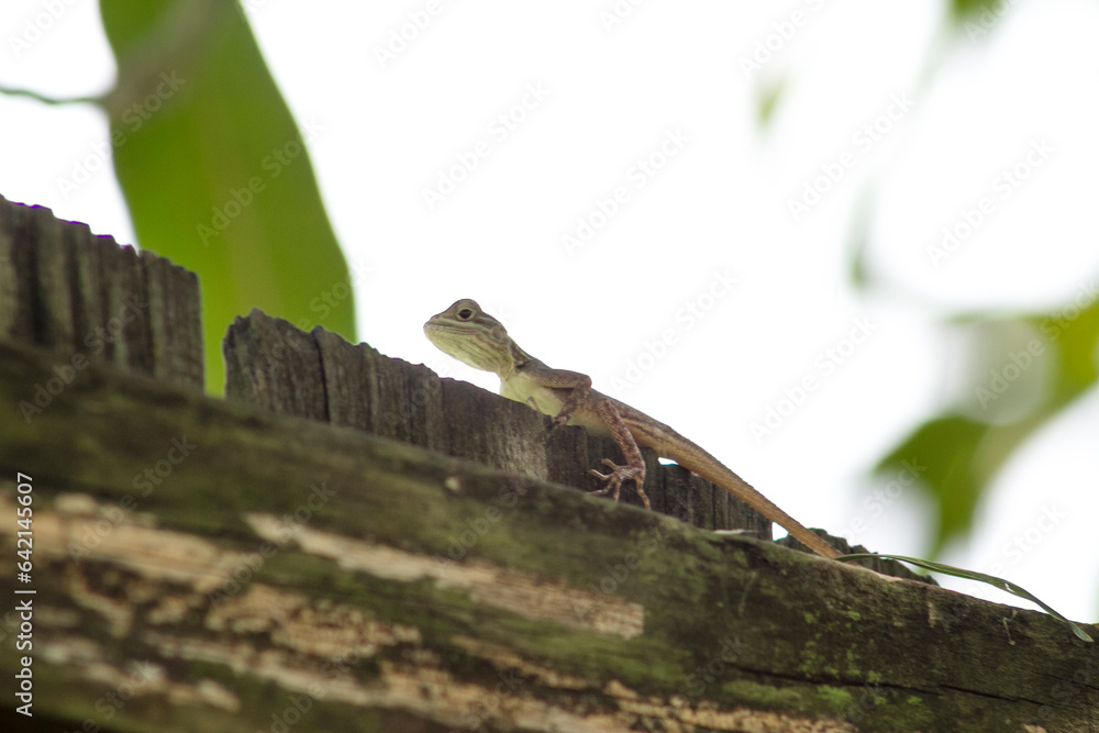 Outdoor backyard photos of Florida wildlife. Mostly lizard watching and ...
