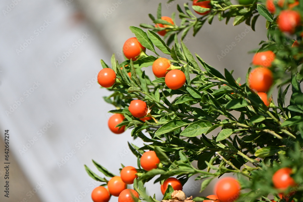 Jerusalem cherry / Winter cherry ( Solanum pseudocapsicum ) berries ...
