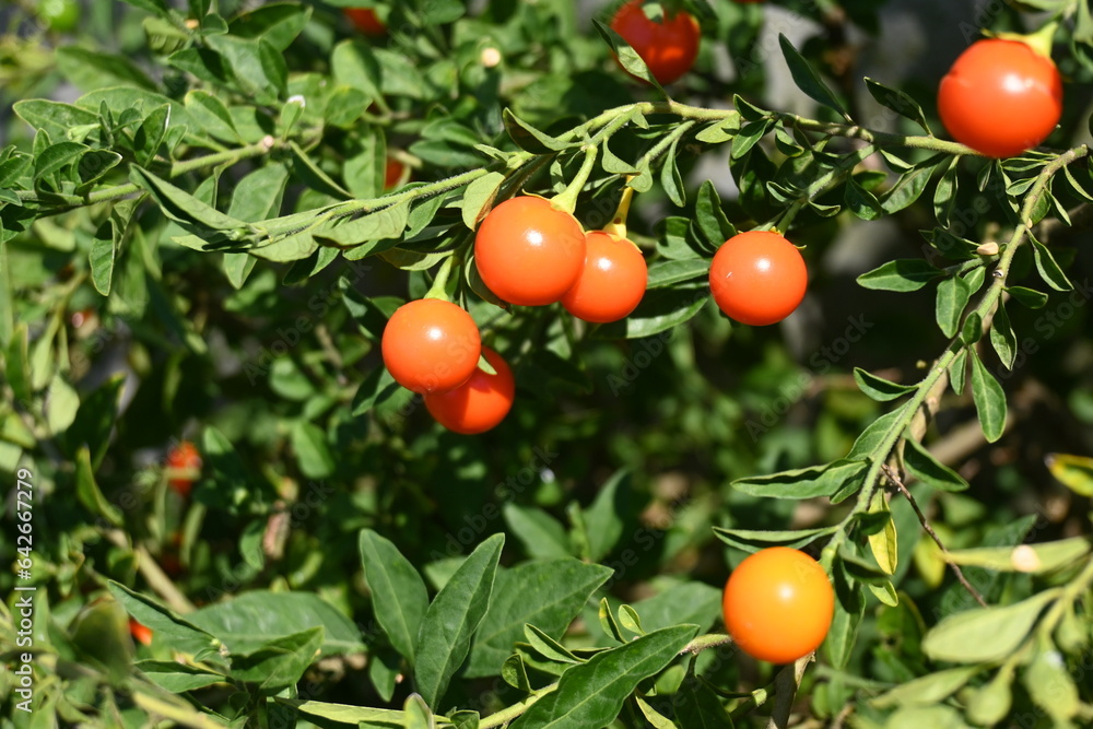Jerusalem cherry / Winter cherry ( Solanum pseudocapsicum ) berries ...