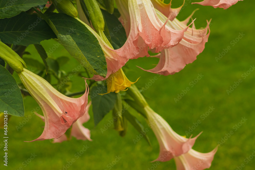 Datura flowers ordinary close-up. Pink trumpet flowers. Flowering ...